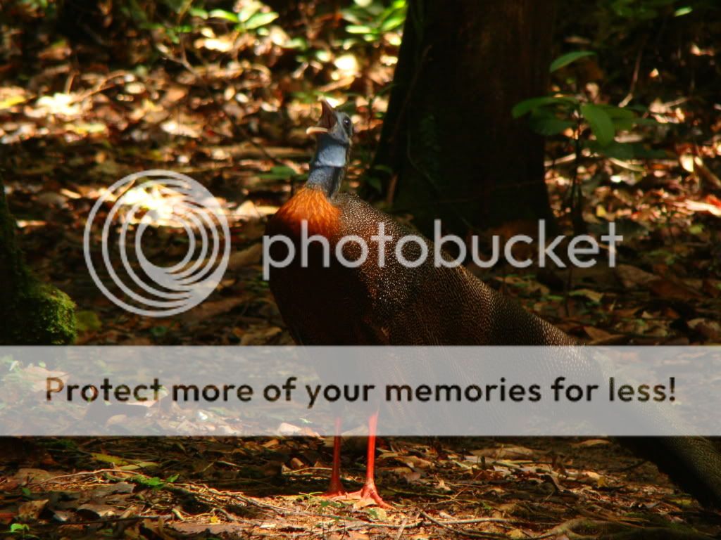 Great Argus Python Moth Bird | Page 2 | BackYard Chickens - Learn How ...