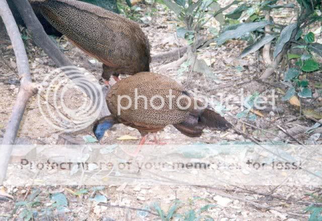 Great Argus Python Moth Bird | Page 2 | BackYard Chickens - Learn How ...