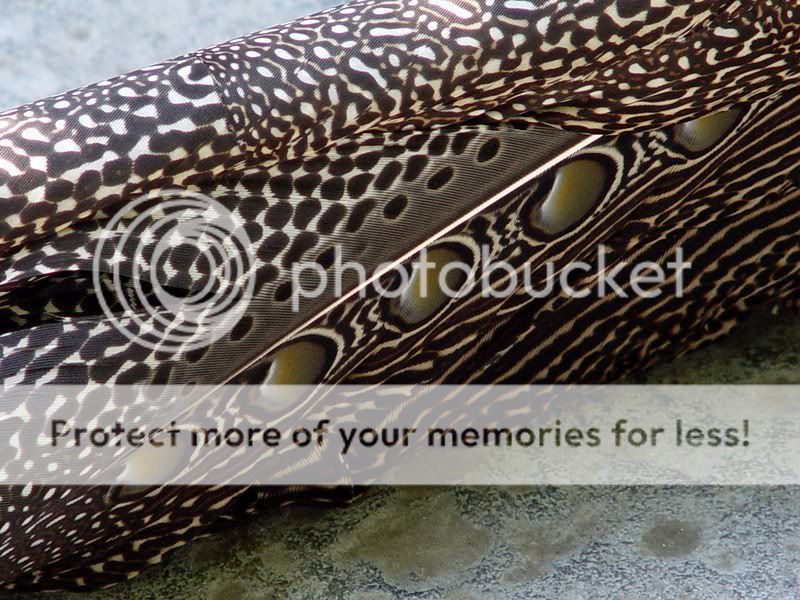 Great Argus Python Moth Bird | Page 2 | BackYard Chickens - Learn How ...