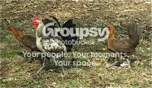 Bwana Kisumu Chicken of Uganda and Kenya | BackYard Chickens - Learn ...