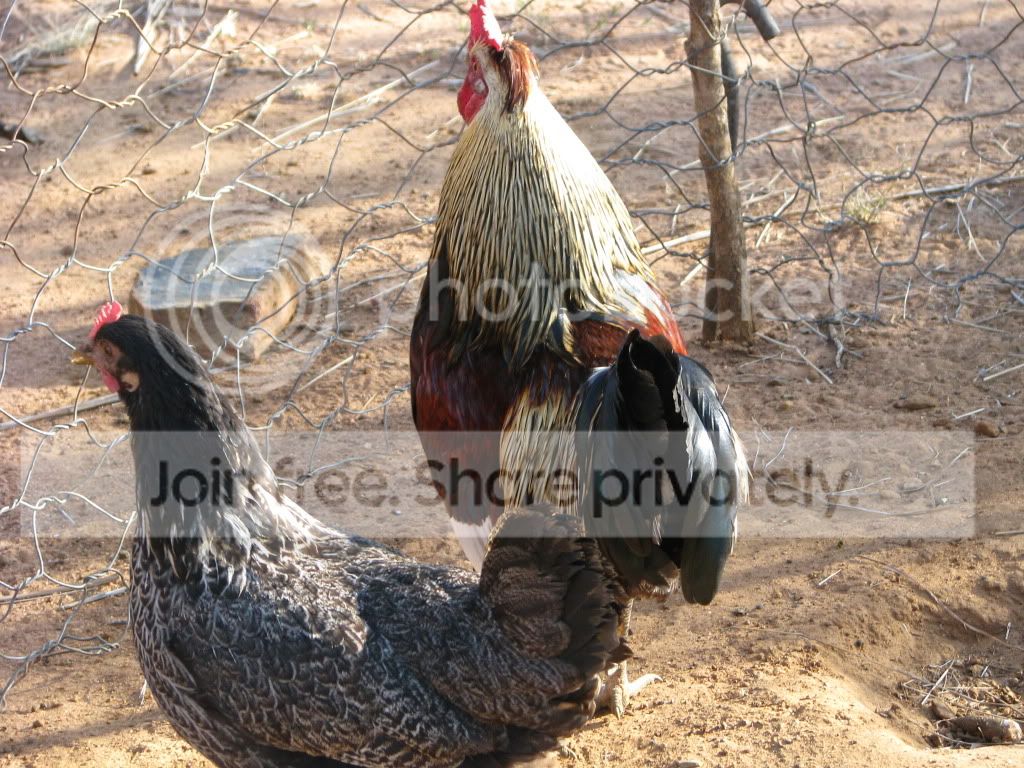 Bwana Kisumu Chicken of Uganda and Kenya | BackYard Chickens - Learn ...