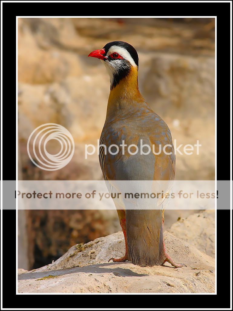 should i keep my pair of chukars | BackYard Chickens - Learn How to ...