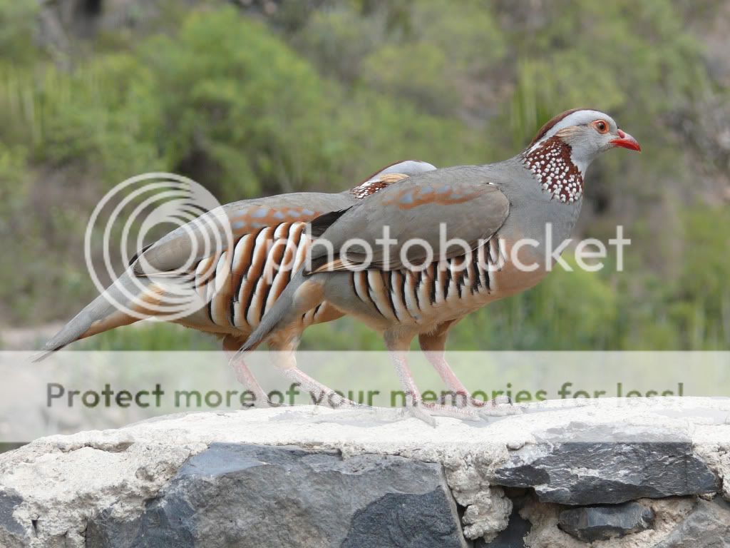 should i keep my pair of chukars | BackYard Chickens - Learn How to ...