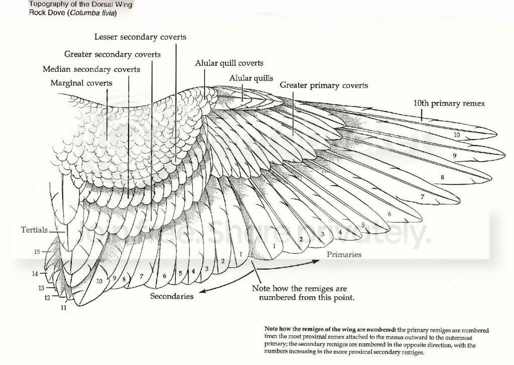 wing structure | Craft Ideas | Wing anatomy, Bird wings, Wings
