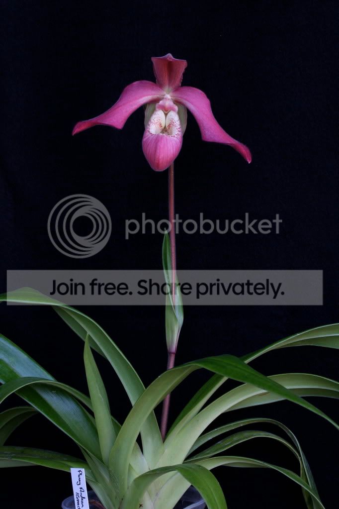 Phrag Andean Fire X kovachii | Slippertalk Orchid Forum