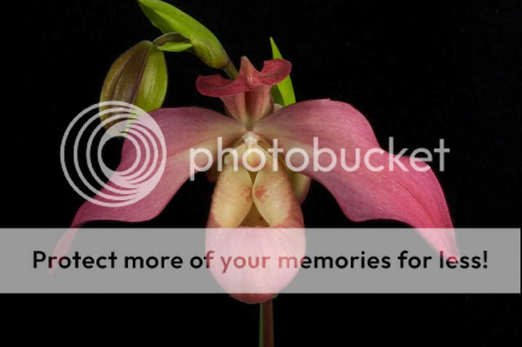 A third Phrag Andean Fire X kovachii | Slippertalk Orchid Forum