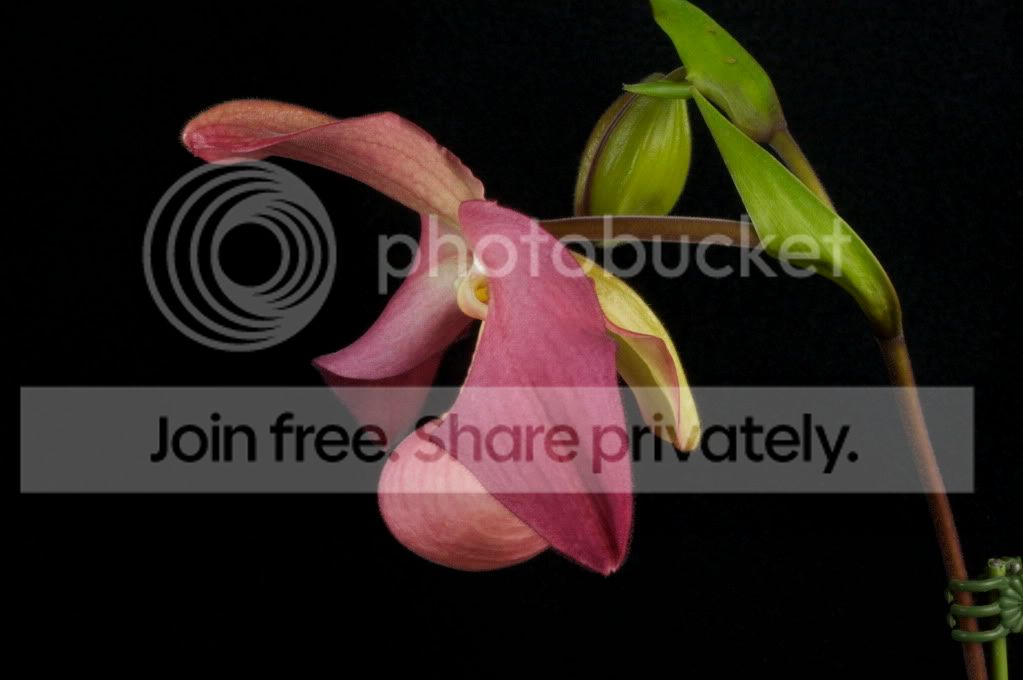A third Phrag Andean Fire X kovachii | Slippertalk Orchid Forum