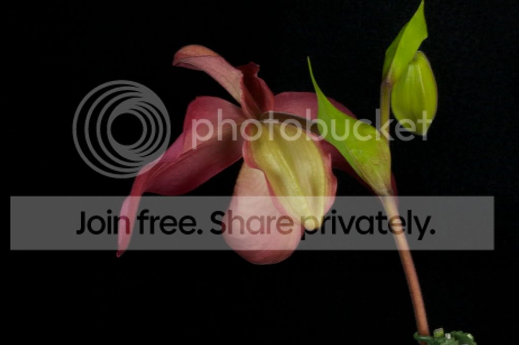 A third Phrag Andean Fire X kovachii | Slippertalk Orchid Forum