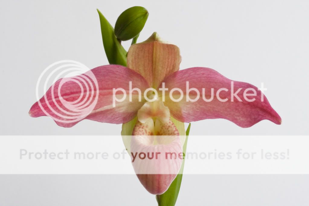 Phrag Andean Fire X kovachii | Slippertalk Orchid Forum