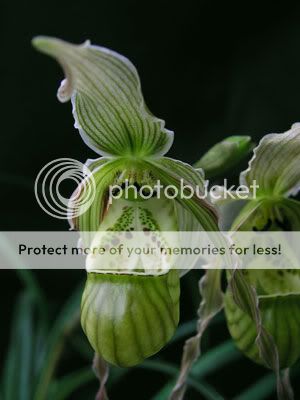 Phrag ecuadorense X Phrag reticulatum | Slippertalk Orchid Forum