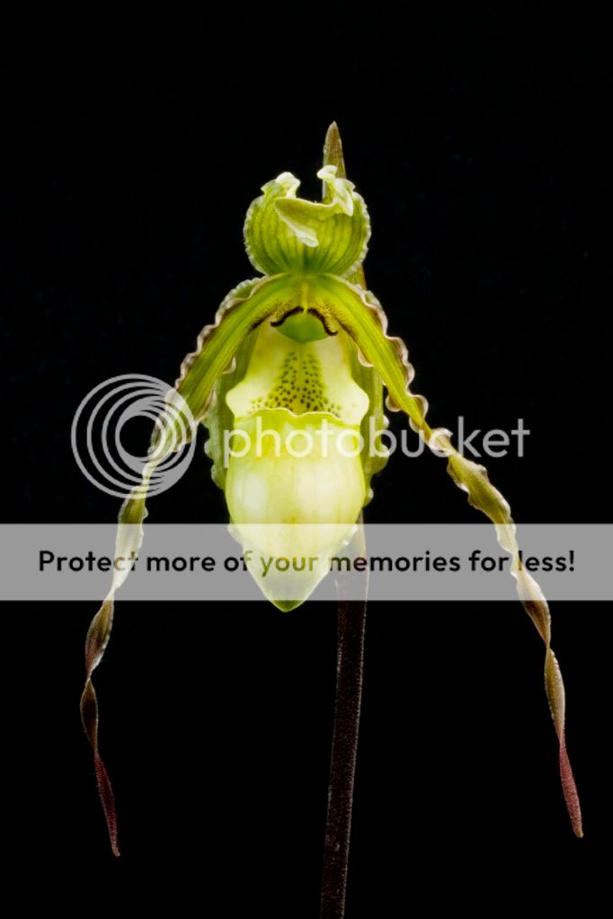 Phrag ecuadorense X Phrag reticulatum | Slippertalk Orchid Forum