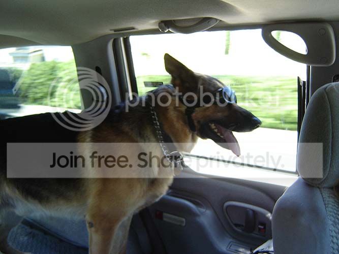 the German Shepherd Dog thread - 56K BEWARE OF DOG > General Discussion ...
